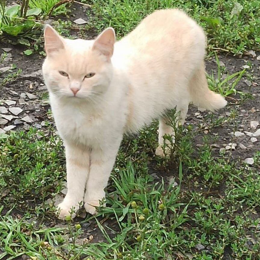 Кошки в добрые руки бесплатно