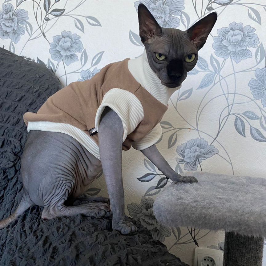 Канадский сфинкс