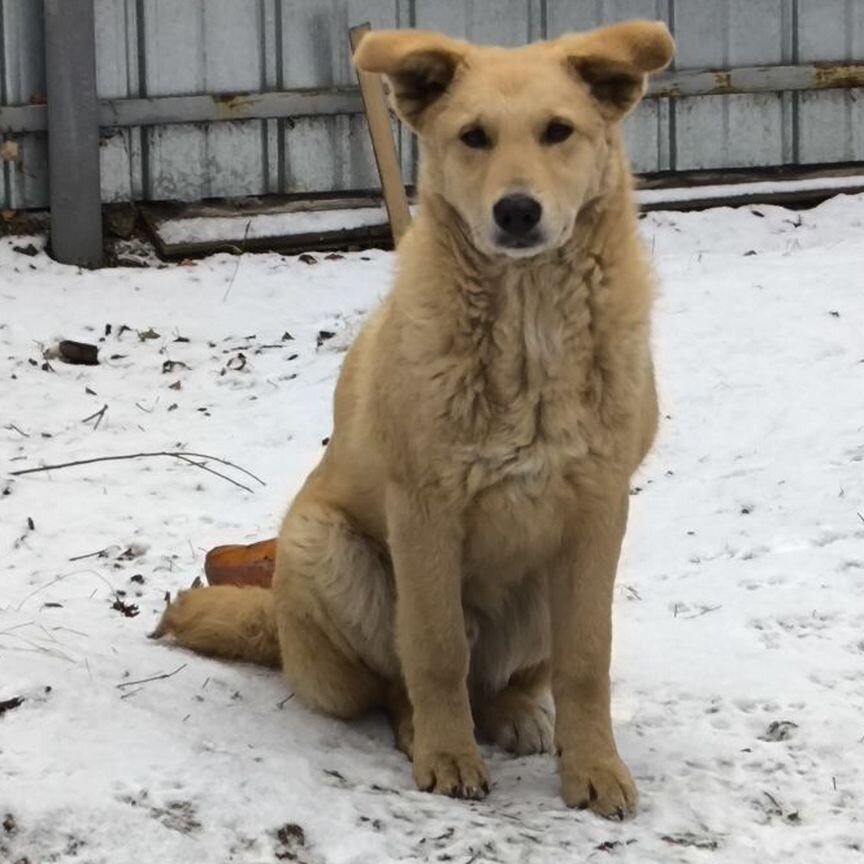 Щенок в добрые руки