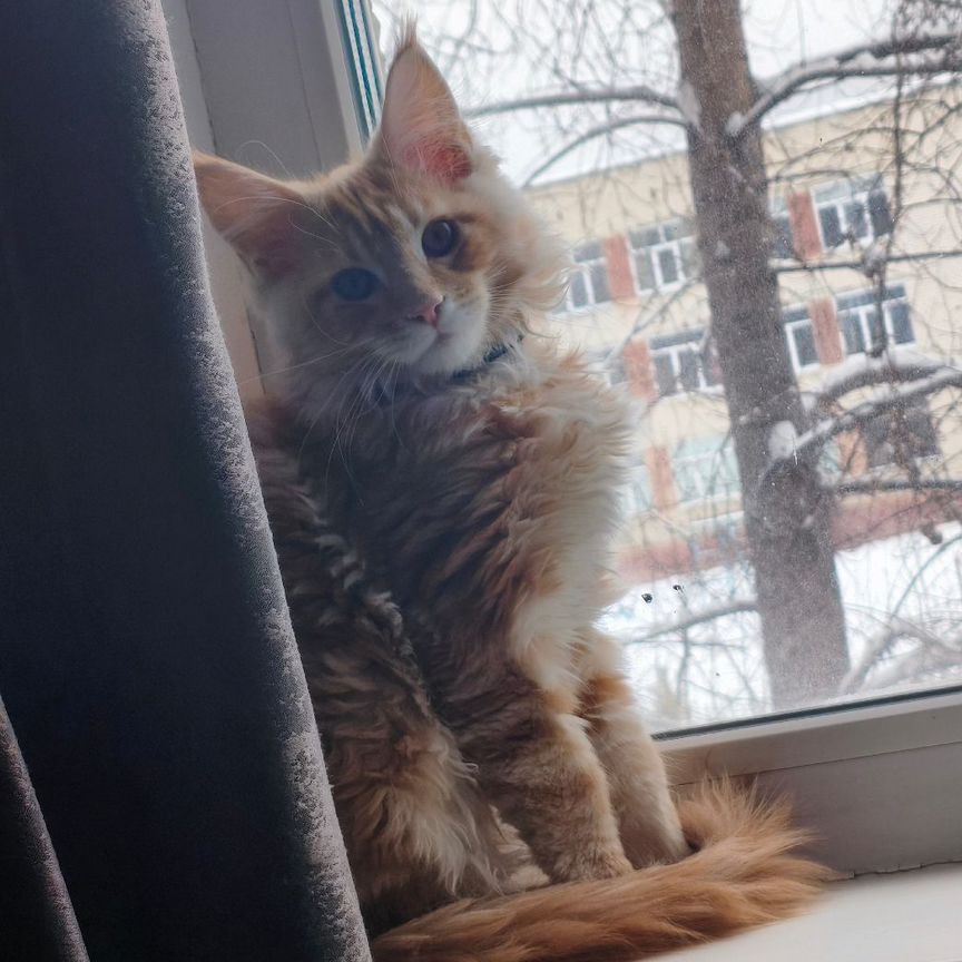 Мейн-кун котёнок