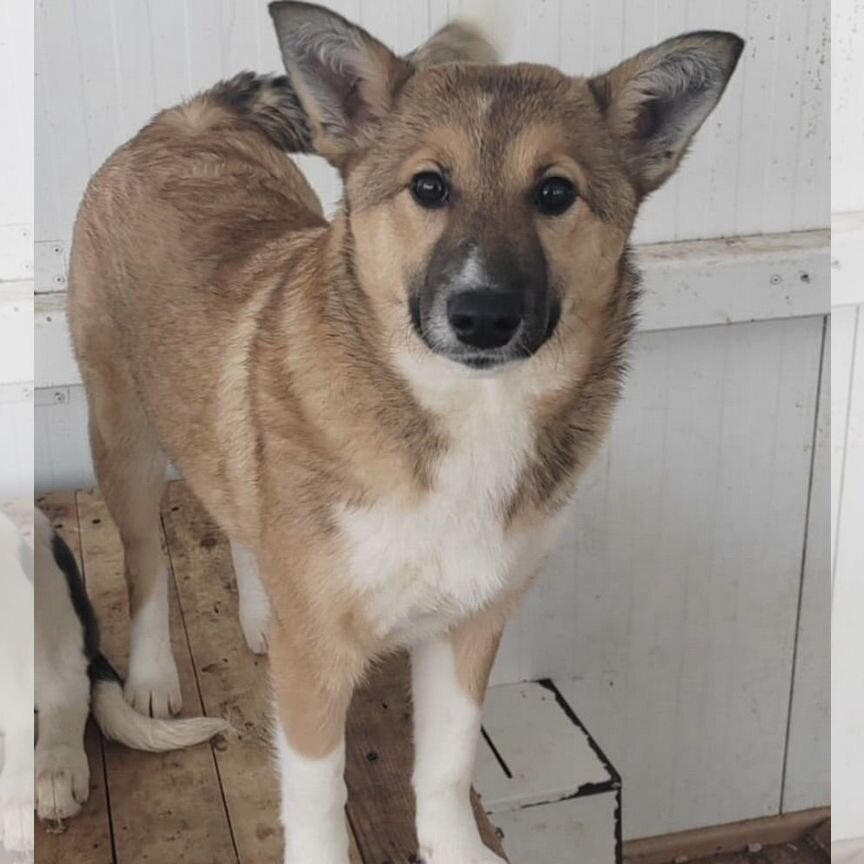 Собака стерилизованная в добрые руки