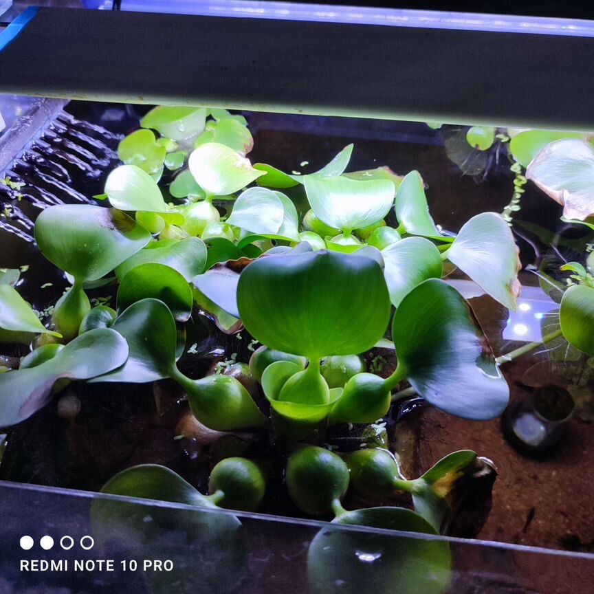 Водный Геоцинт,Пистия