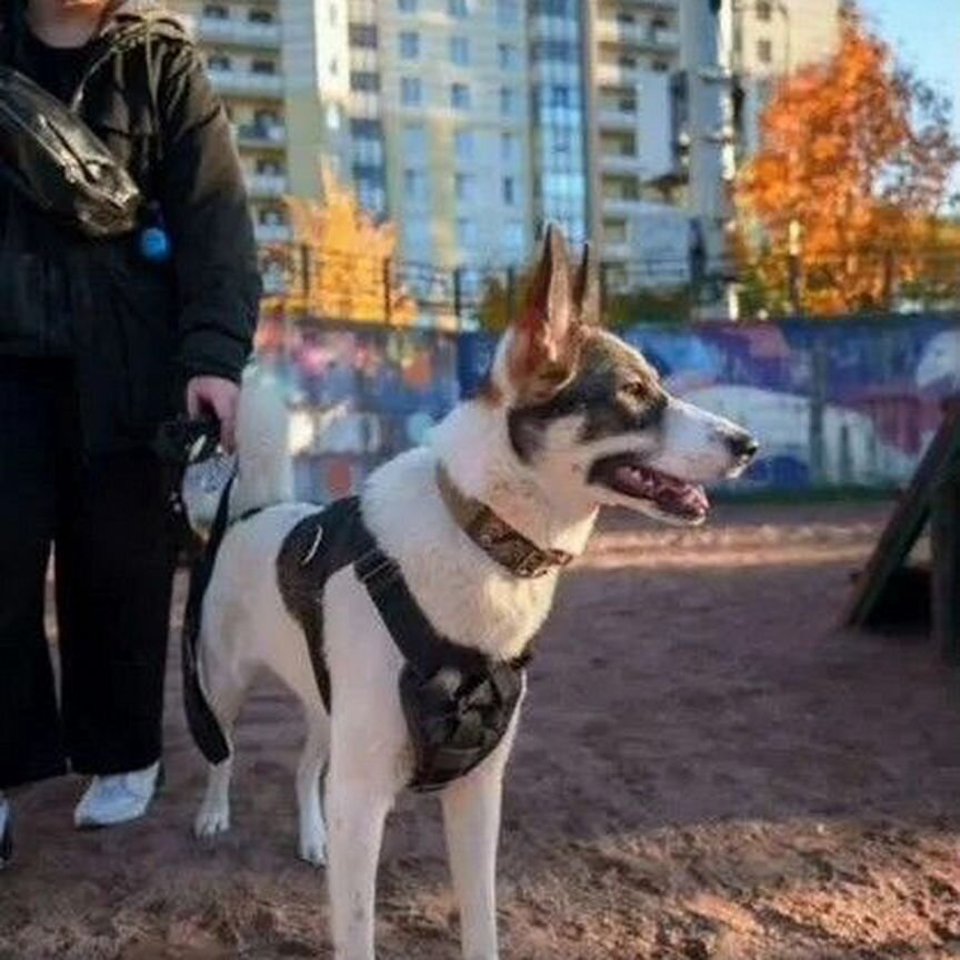 Лаечка в добрые руки