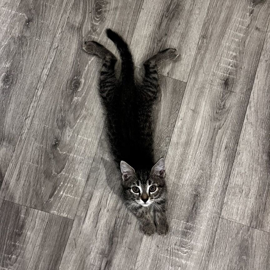 Продавец в зоомагазин