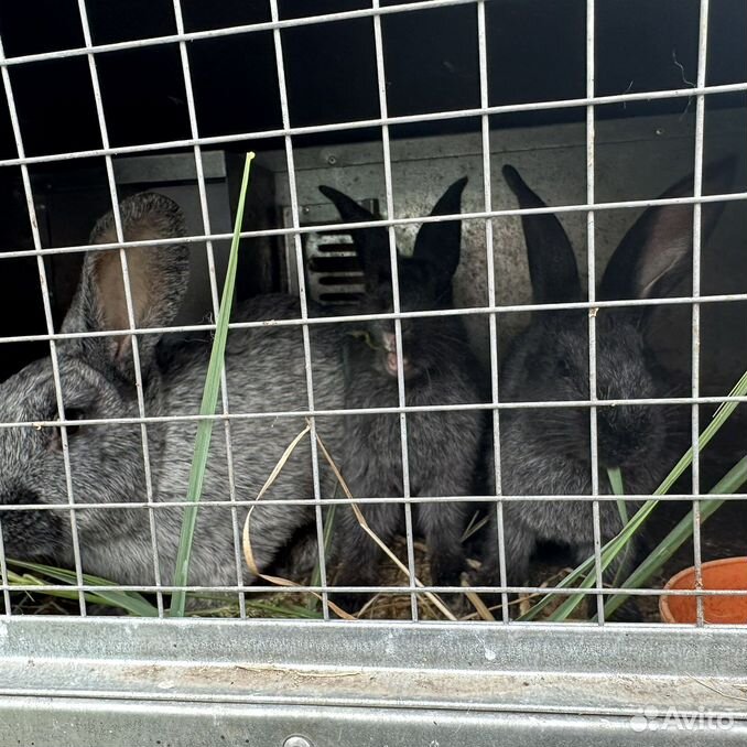 Крольчиха полтавское серебро