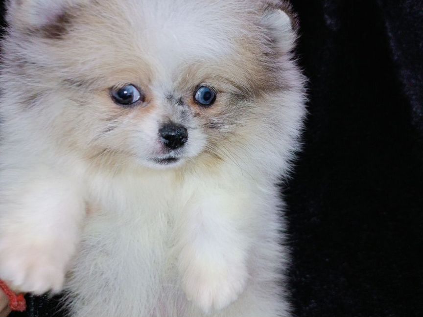 Померанский шпиц девочка