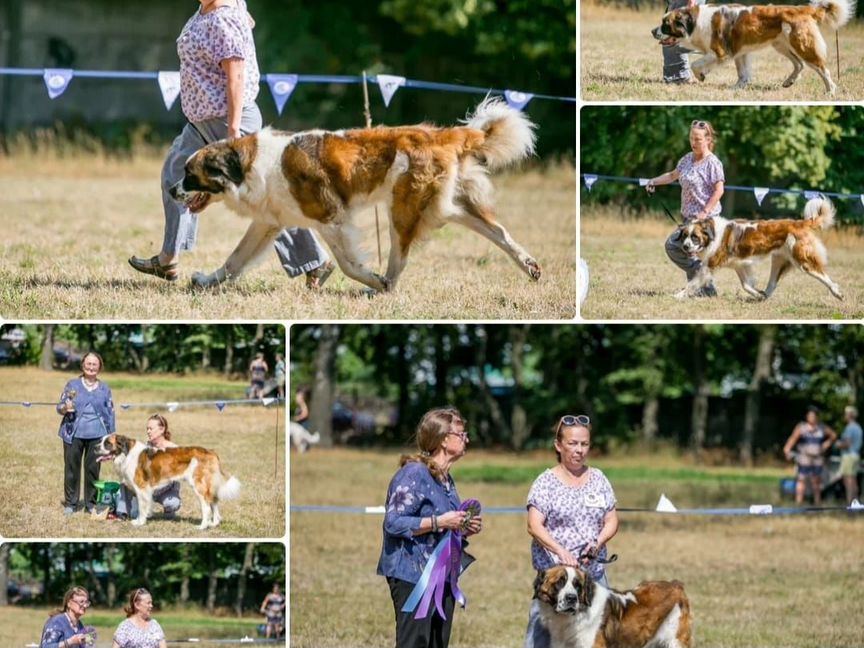 Щенки Московской сторожевой