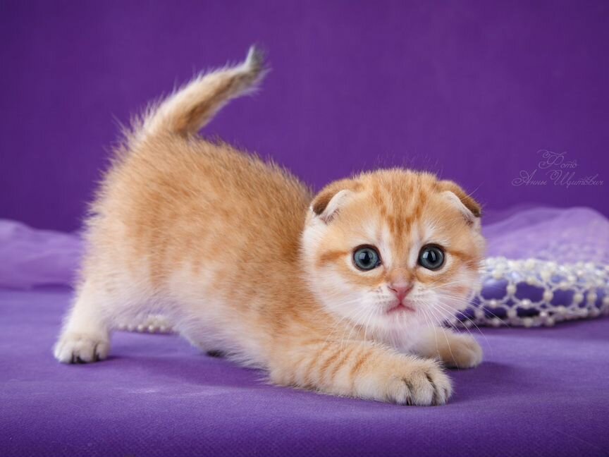 Шотландский вислоухий котёнок