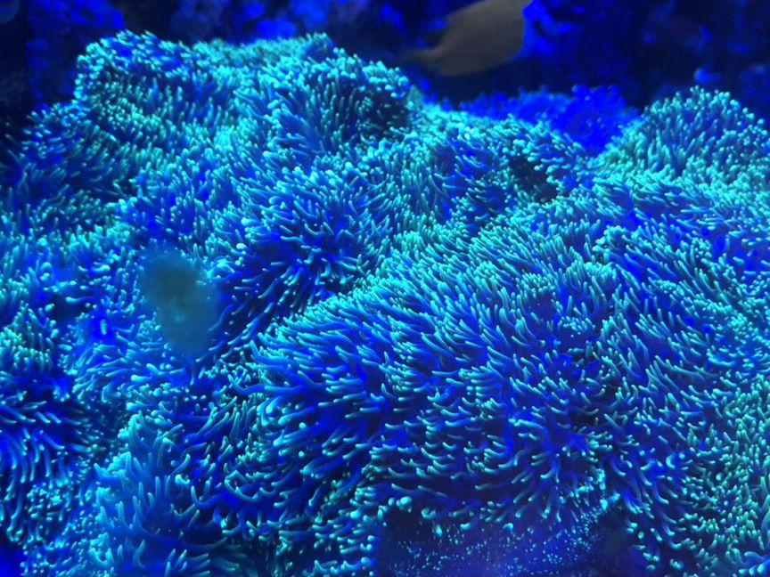 Родактис морской аквариум