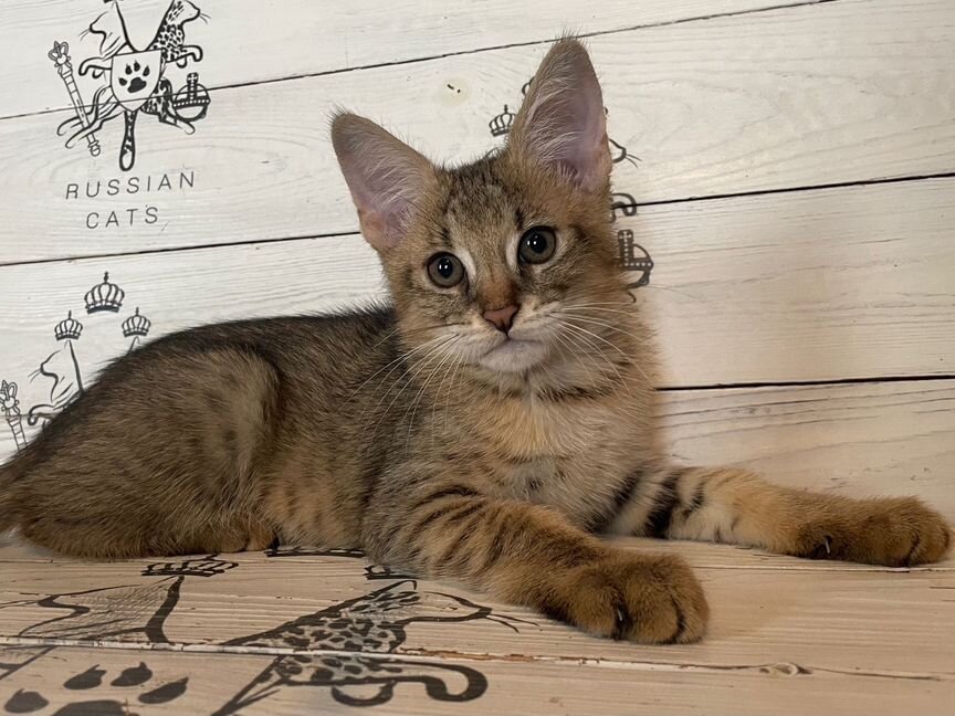 Чаузи Ф1 мальчик 2 месяца