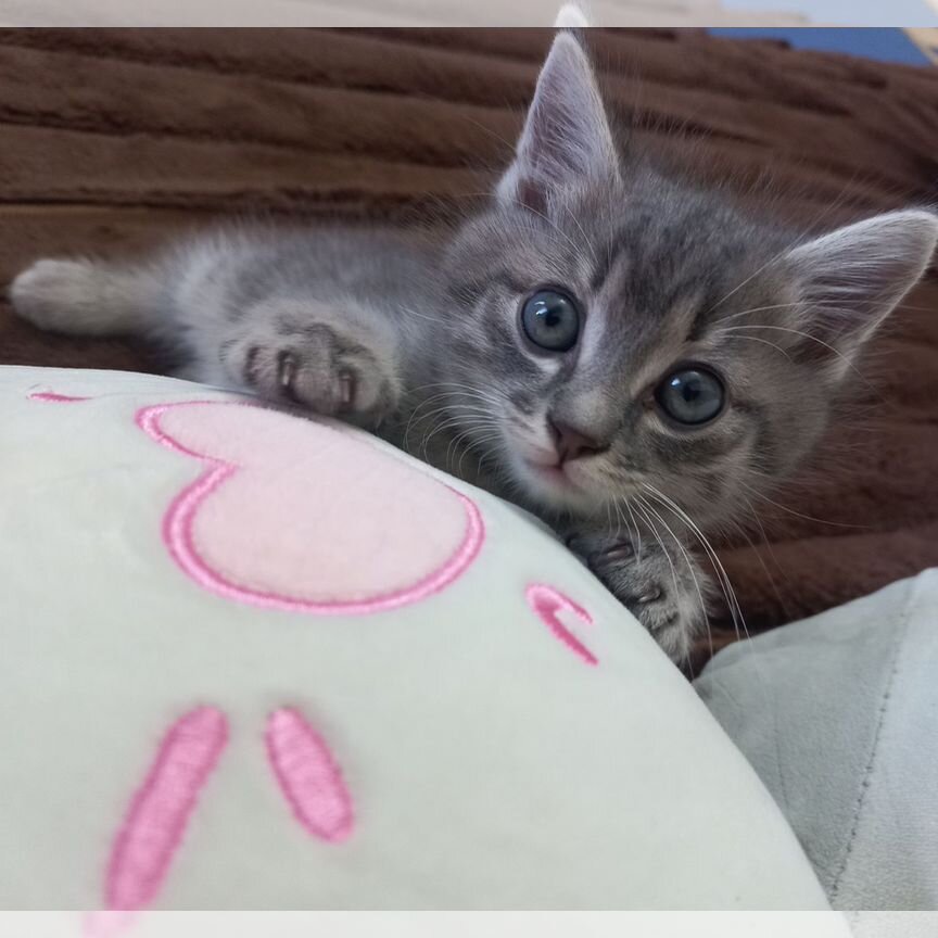 Котёнок