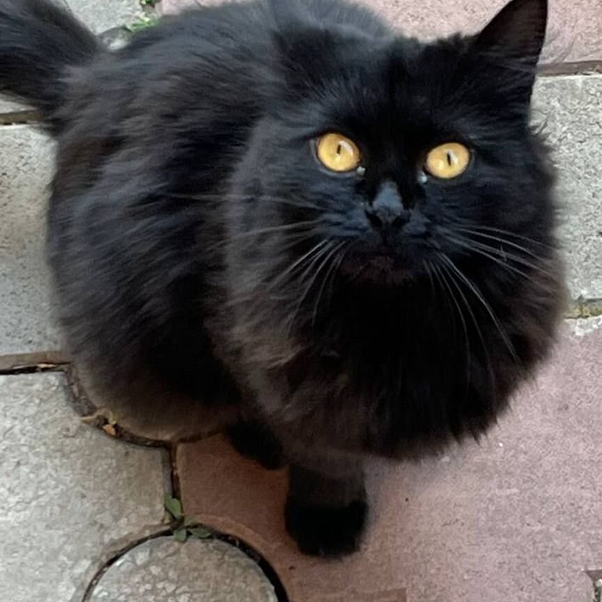 Кошки в добрые руки