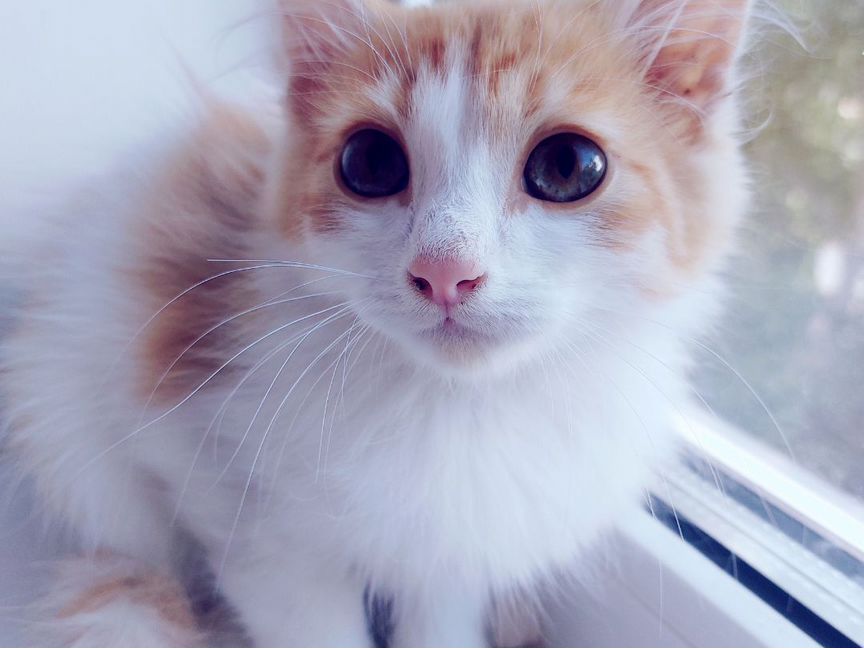 Котенок 4 месяца