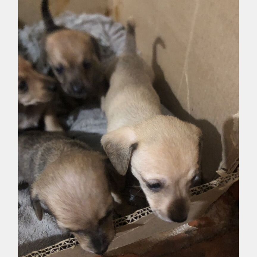 Продам шенков