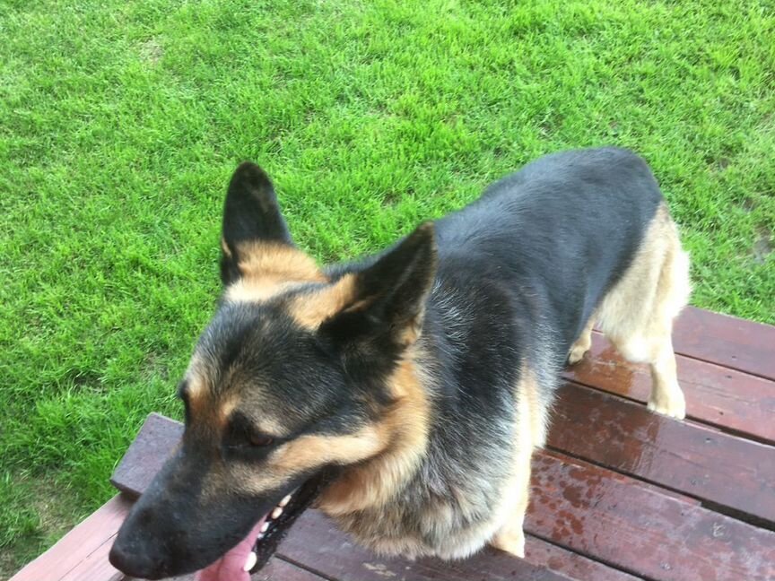 Восточноевропейская овчарка