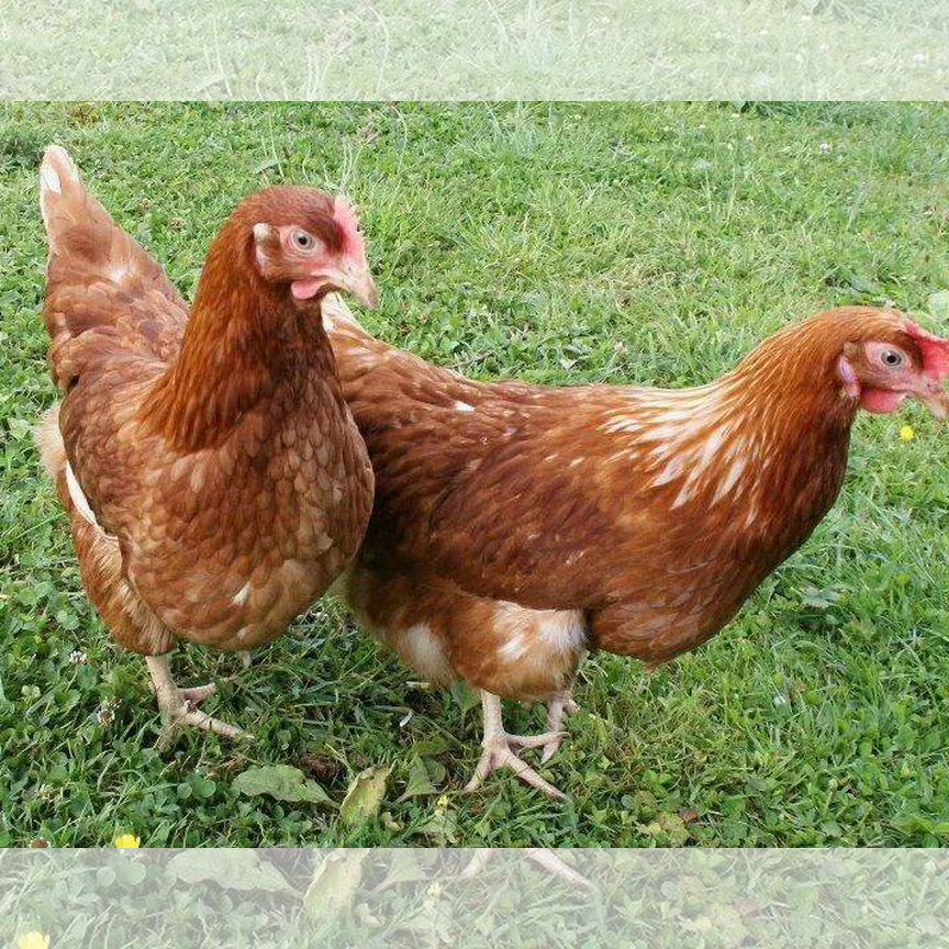 Куры несушки