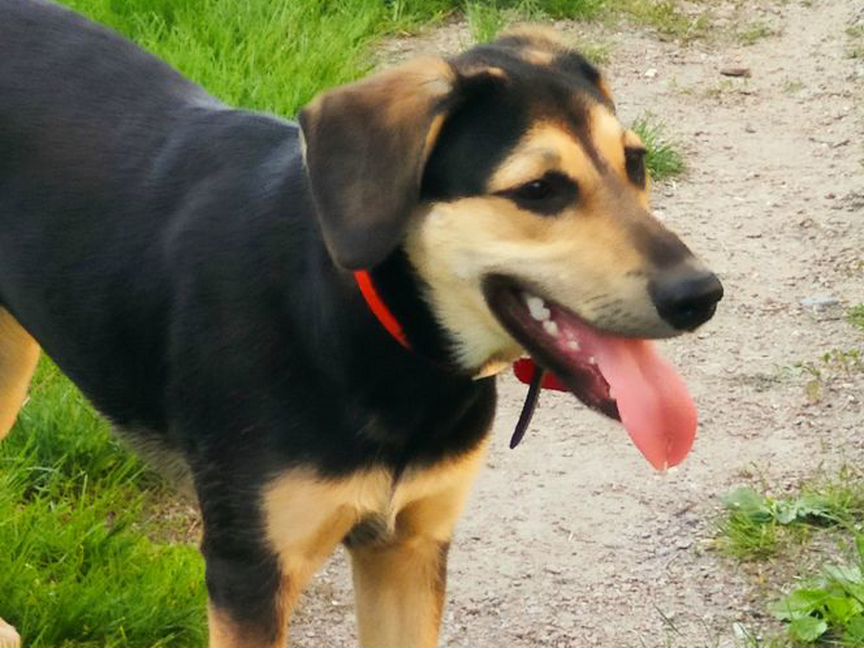 Собака в добрые руки