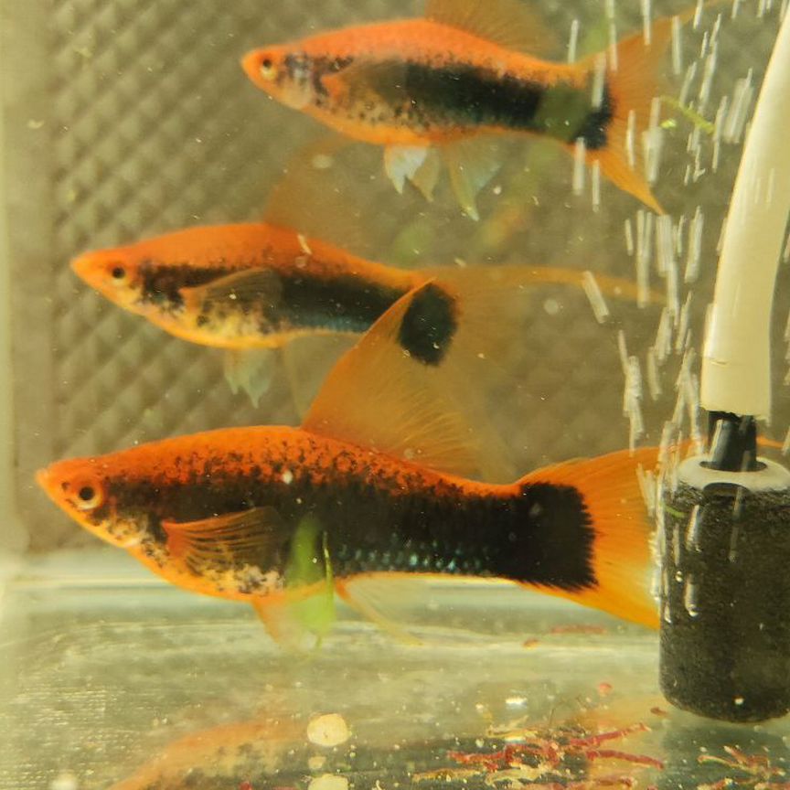 Вильчатые меченосцы кубинцы половозрелые