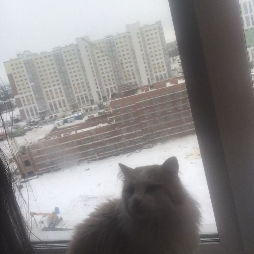 Потерялся рыжий кот