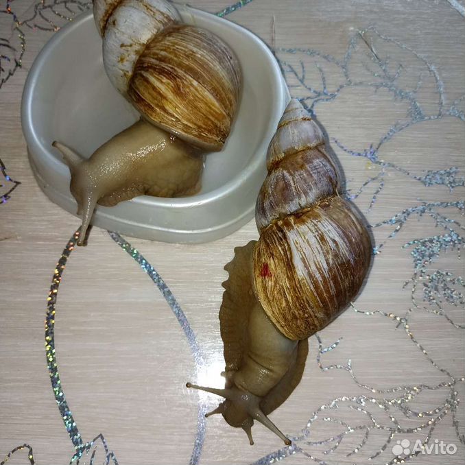 Улитки ахатины большие