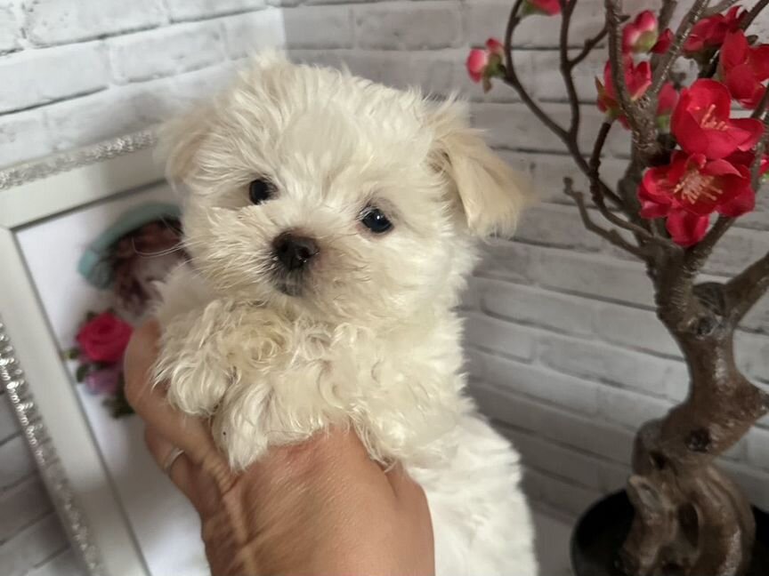 Мальтийская болонка (мальтезе) мини