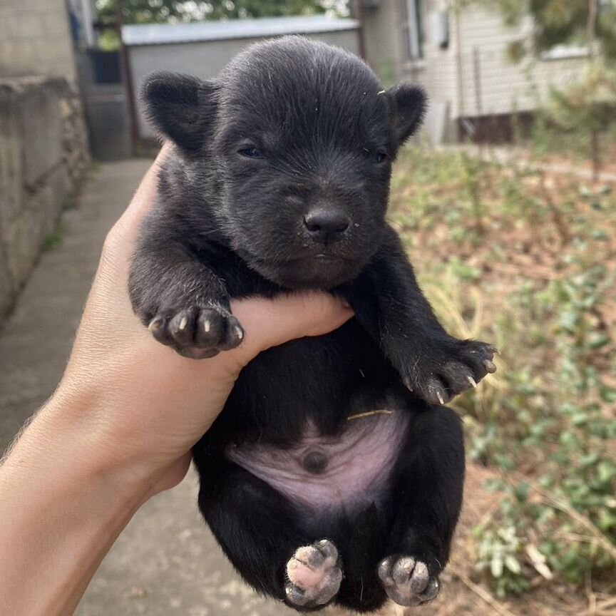 Новорожденных щенков выкинули