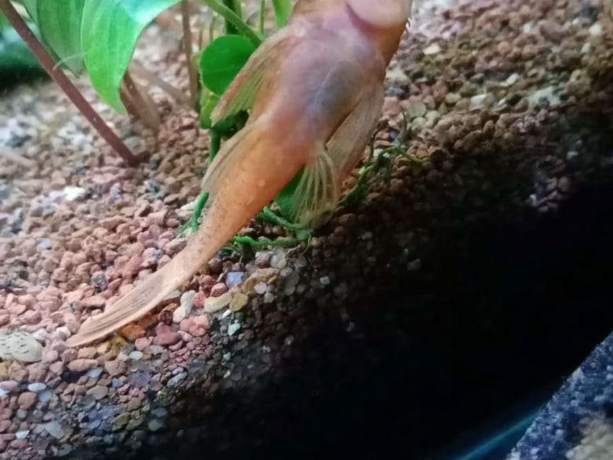 Анциструс супер ред