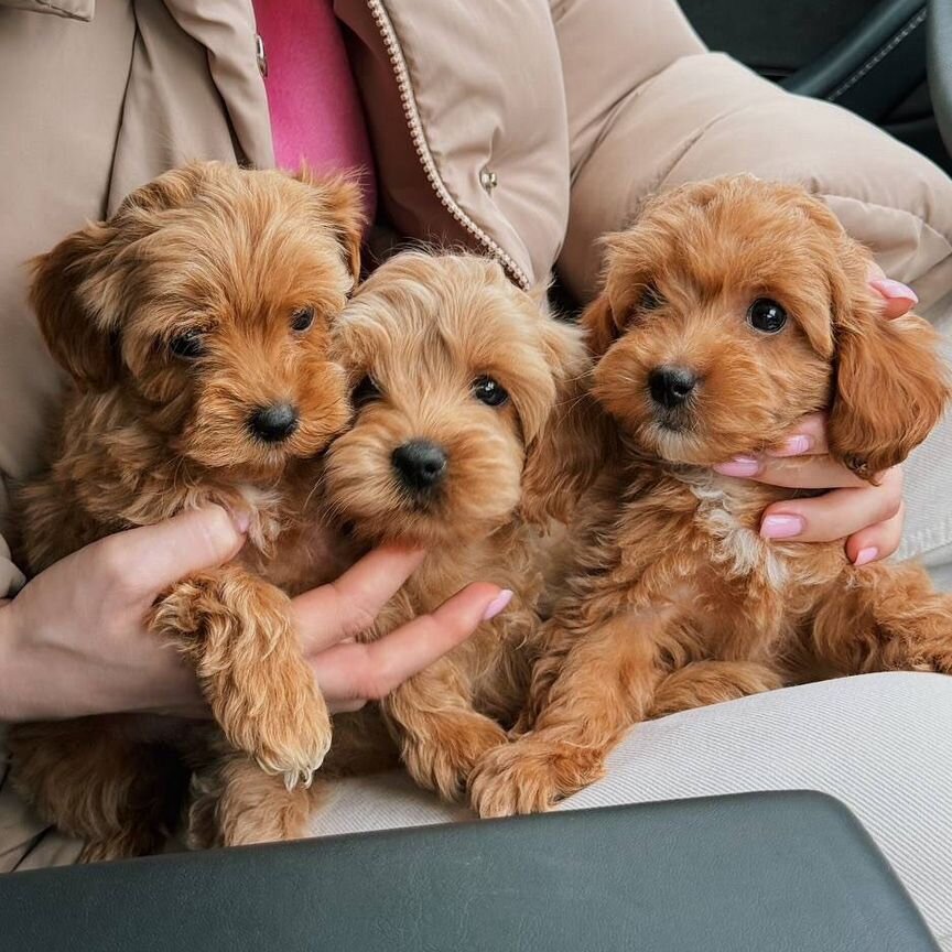 Мальтипу, щенок