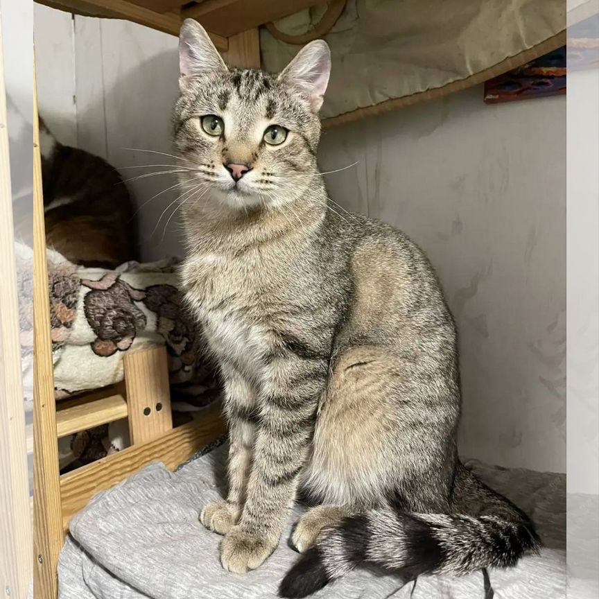 Взрослый кот в добрые руки