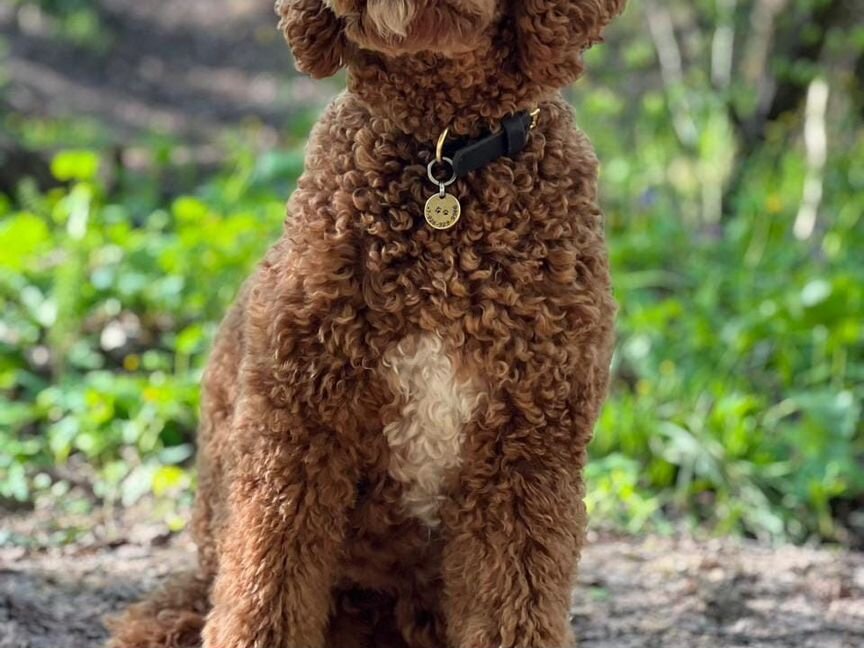 Карликовый пудель девочка бесплатно