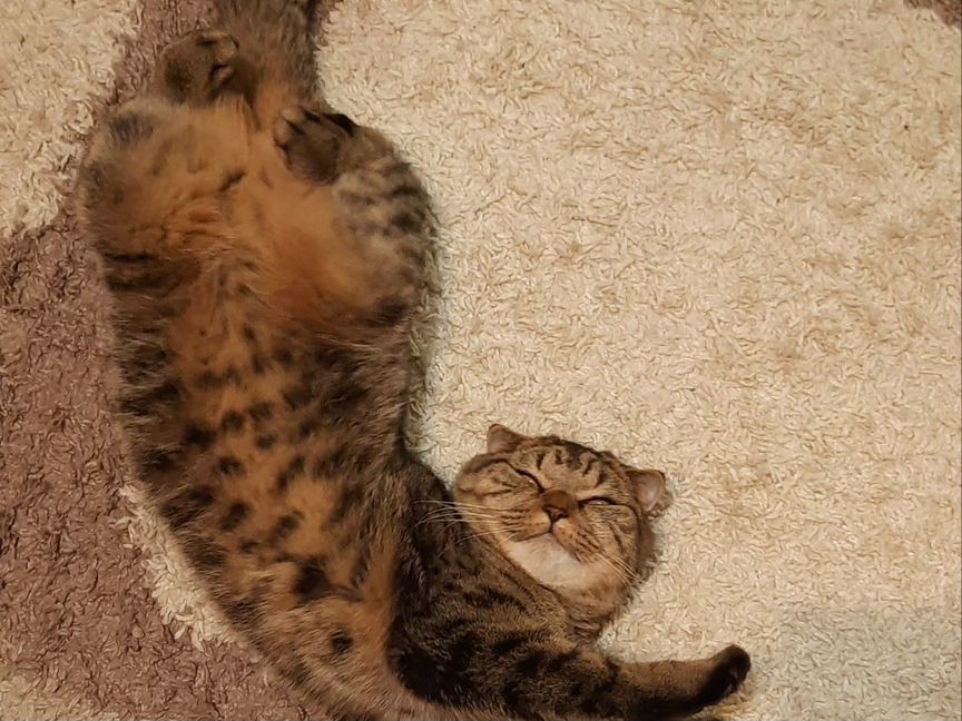 Вислоухая ищет жениха