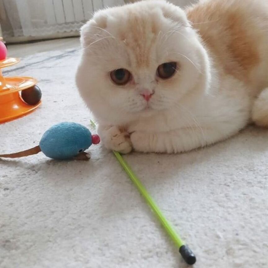 Котик