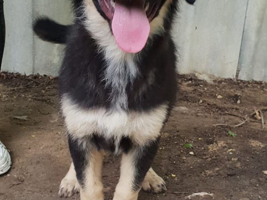 Овчарки метисы в добрые руки