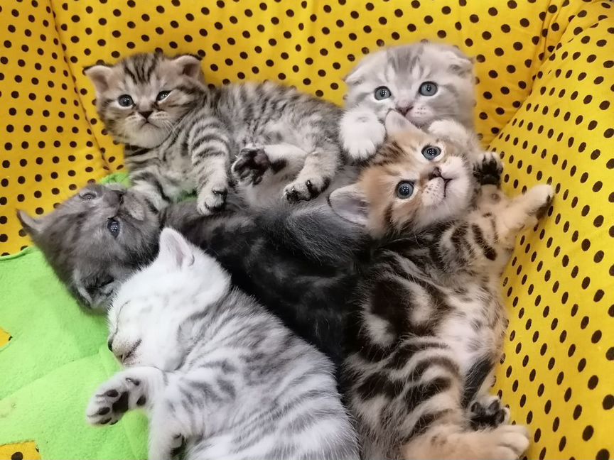 Котятки шотландской породы