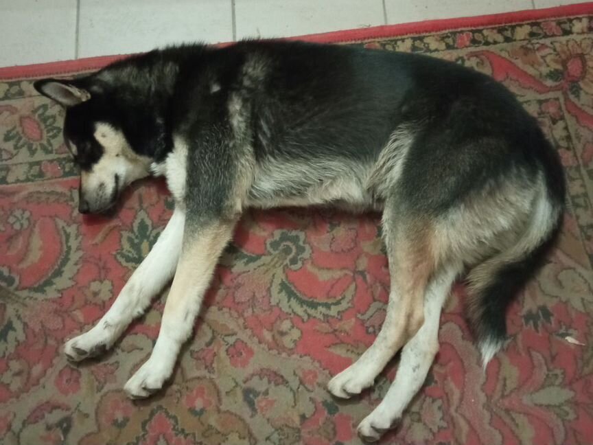 Найдена собака