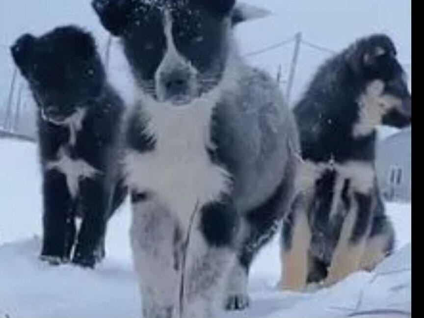 Щеночки в добрые руки