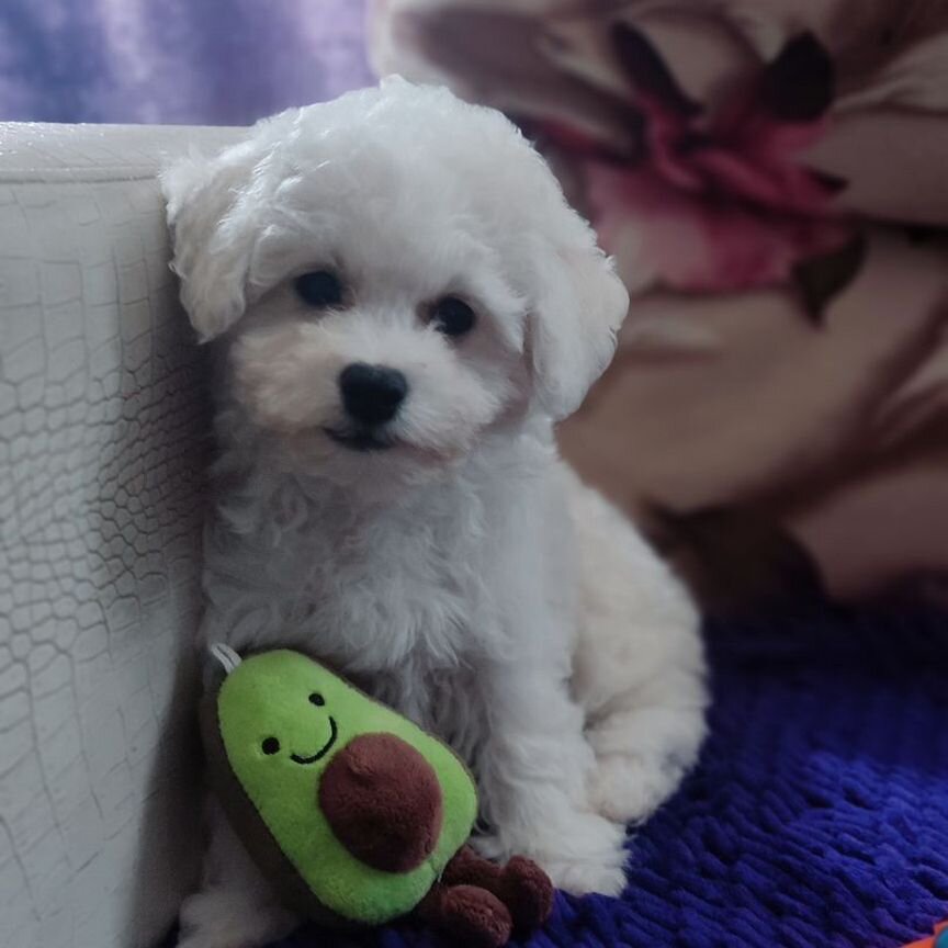 Щенки бишон фризе девочка