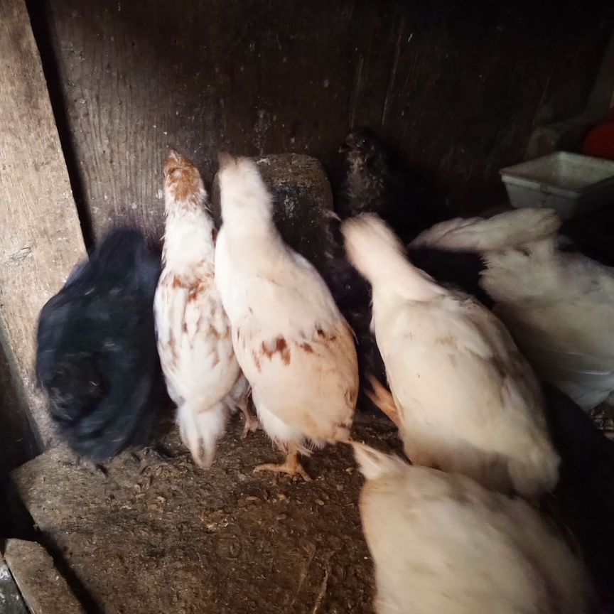 Продам подрощенных цыплят от домашних курочек