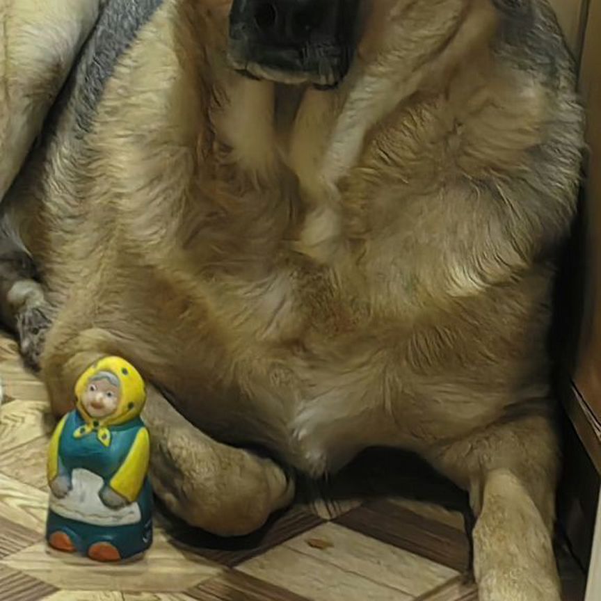 Собачка Грей