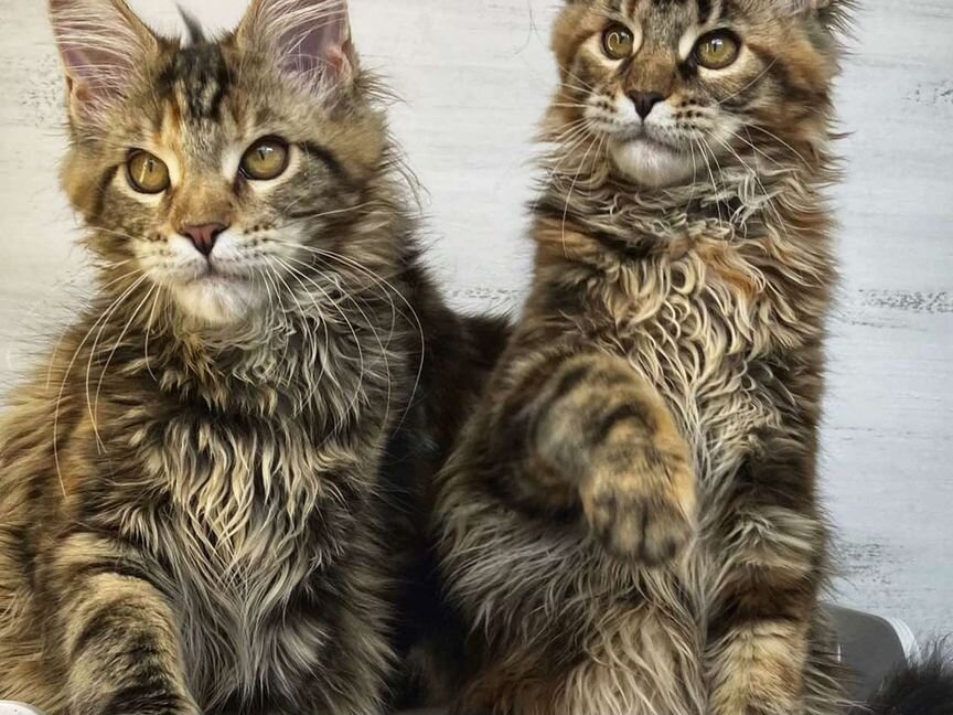 Котята мейн-кун из питомника