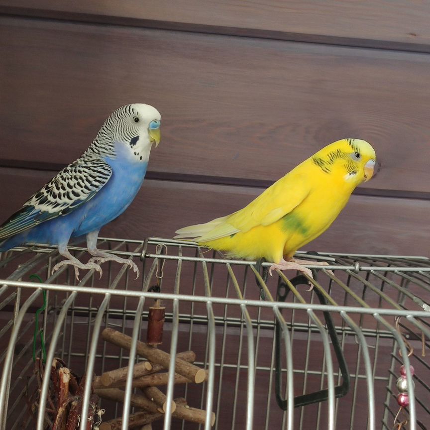 Волнистый попугай с клеткой