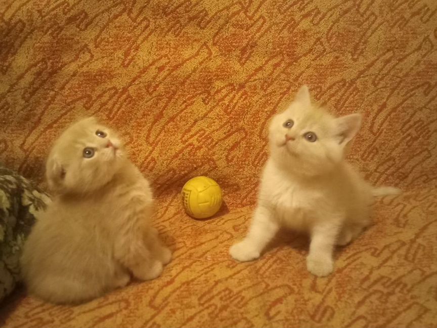 Дружная семейка котят)