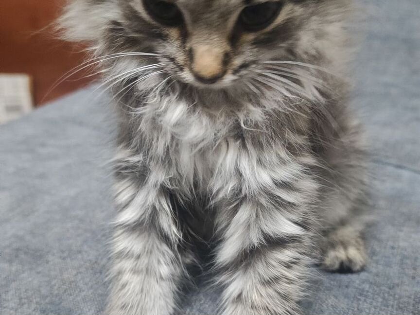 Породистые большие кошки