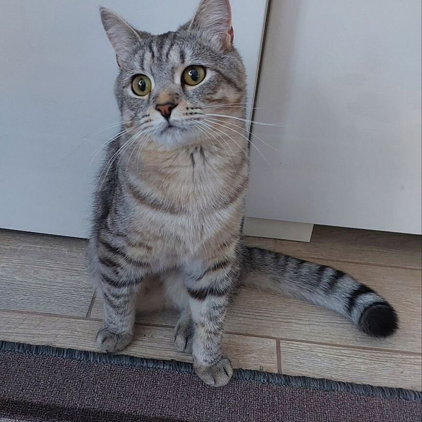 Домашние животные кошки
