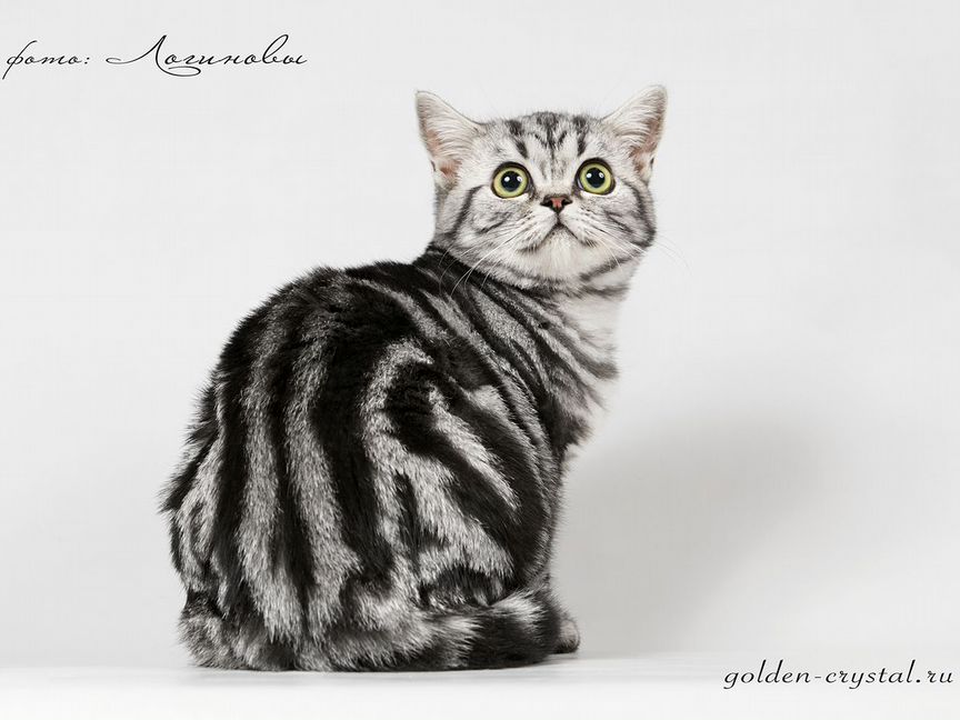 Британская кошечка котенок