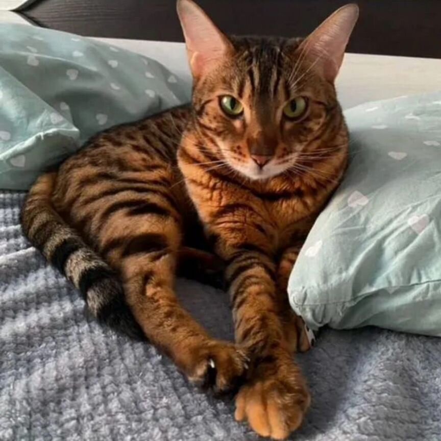 Бенгальская кошечка