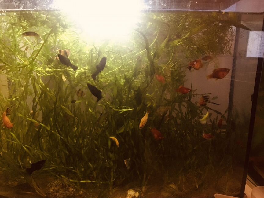 Гуппи, пецилия балон, моллинезия, данио, креветки