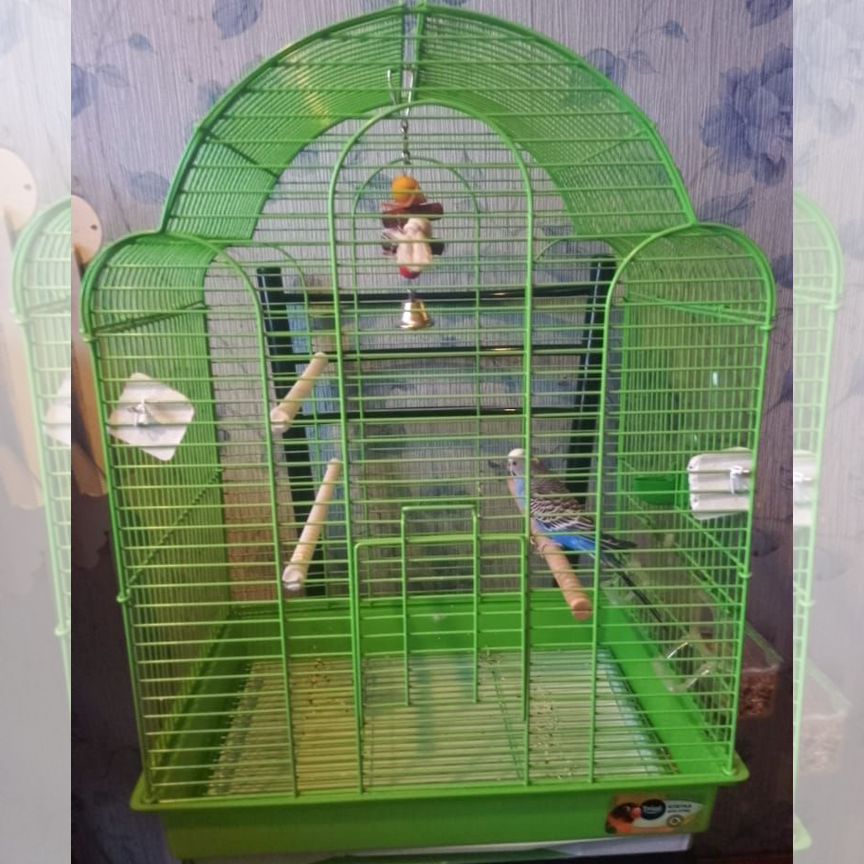 Большая клетка с красивым волнистым молодым попуга