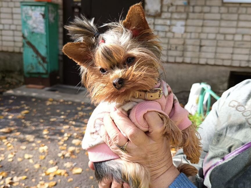 Йоркширский терьер