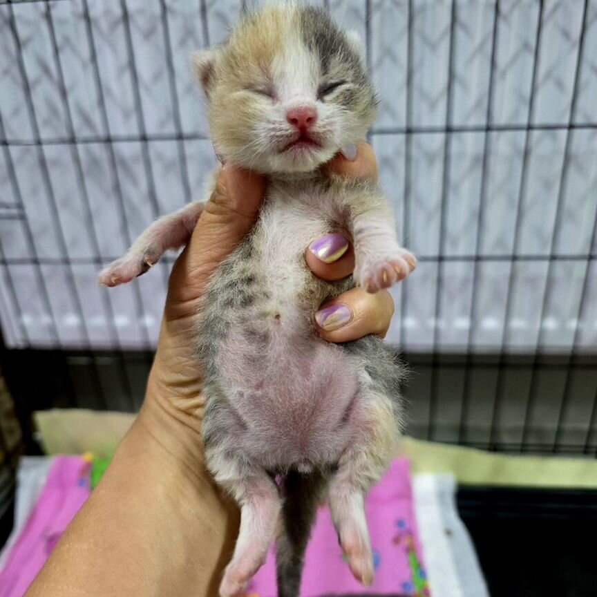 Котята в добрые руки бесплатно